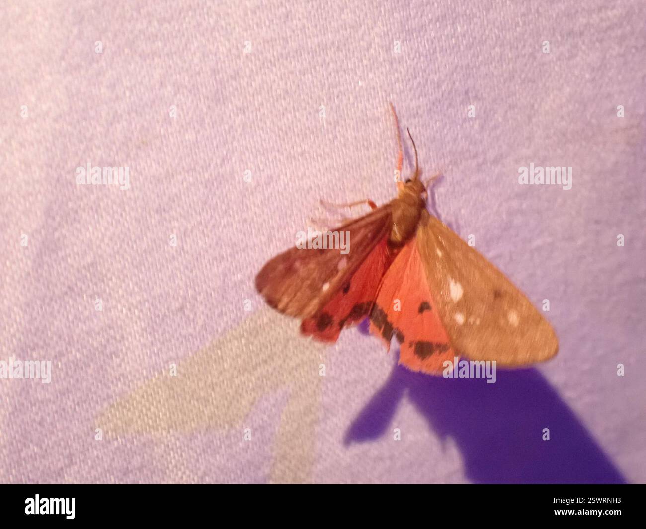 Orange Virbia Moth (Virbia aurantiaca), Insecta, Val Marie No. 17, SK ...