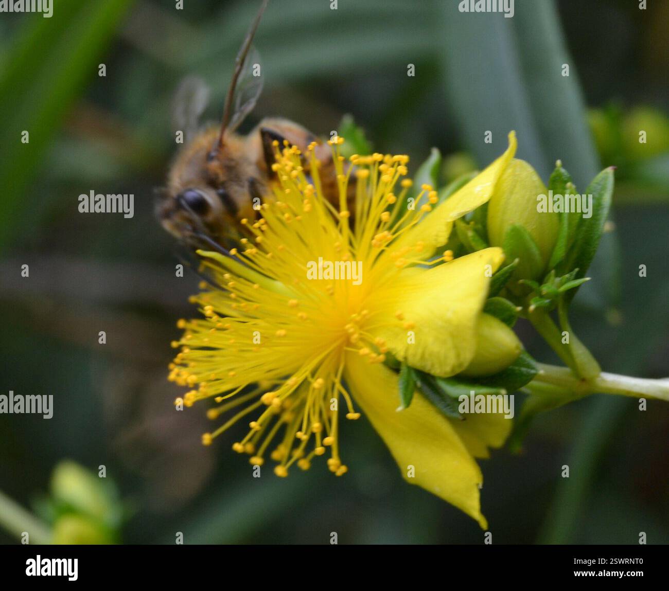 Western Honey Bee (Apis mellifera), Insecta, 7229 Clayton Rd, St. Louis ...