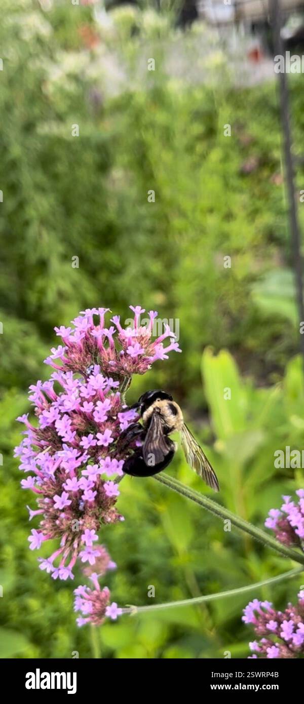 Eastern Carpenter Bee (Xylocopa virginica), Insecta, Broadford Rd ...