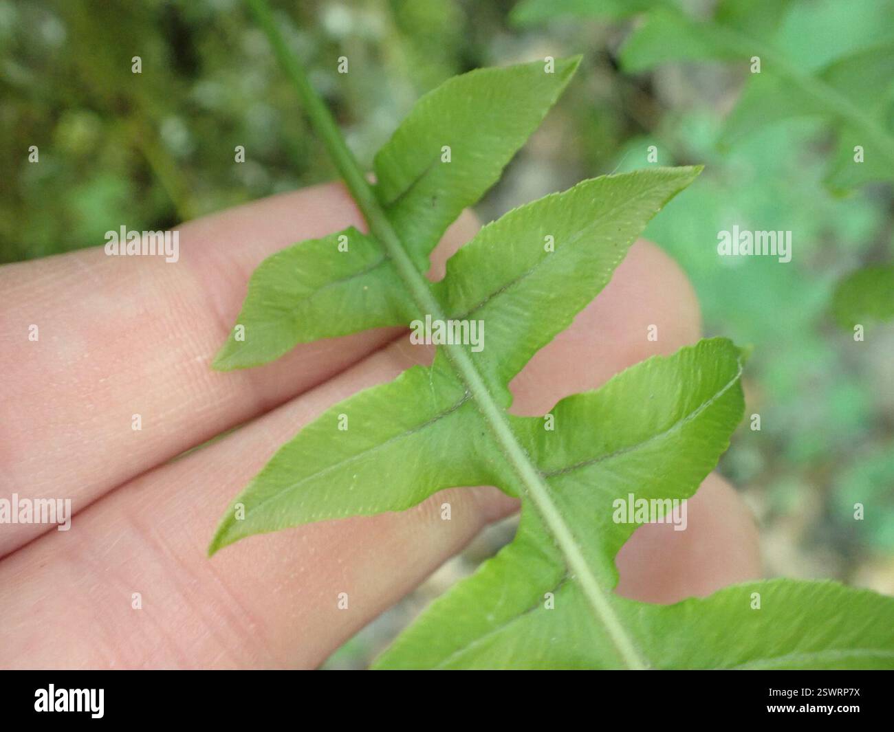 licorice fern (Polypodium glycyrrhiza), Plantae, Langley Twp, BC ...