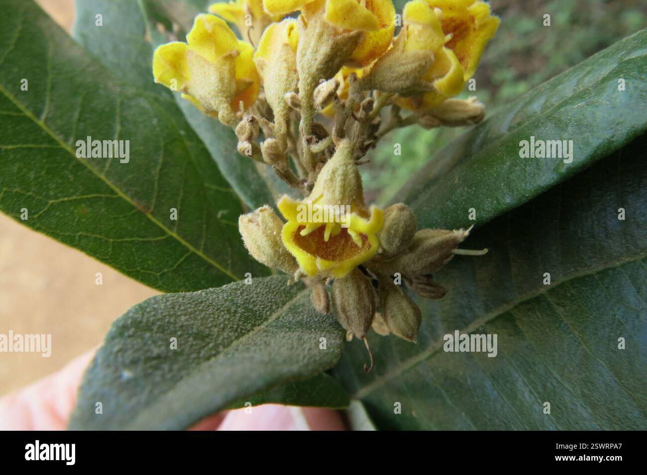 Pambati Tree (Anastrabe integerrima), Plantae, uMgungundlovu District ...