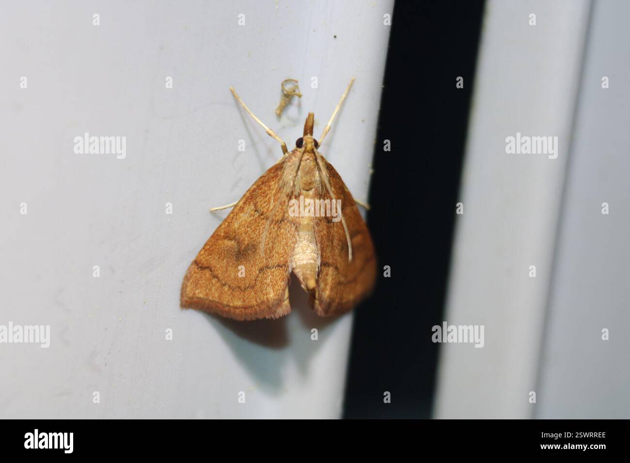 Mint Root Borer Moth (Fumibotys fumalis), Insecta, Mile Island Moth ...
