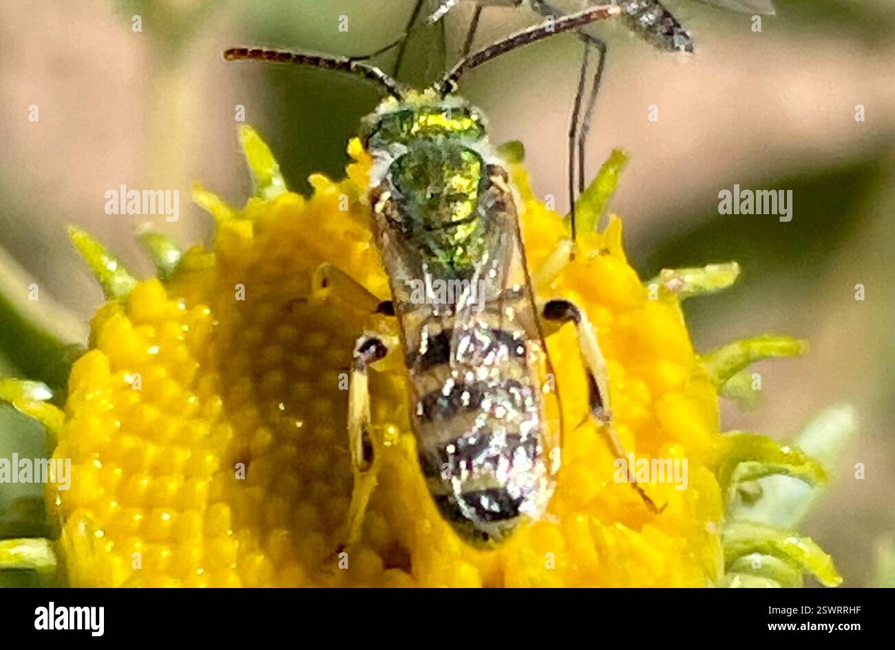 (Agapostemon), Insecta, Earthship Way, Taos, NM, US, Link to host plant ...
