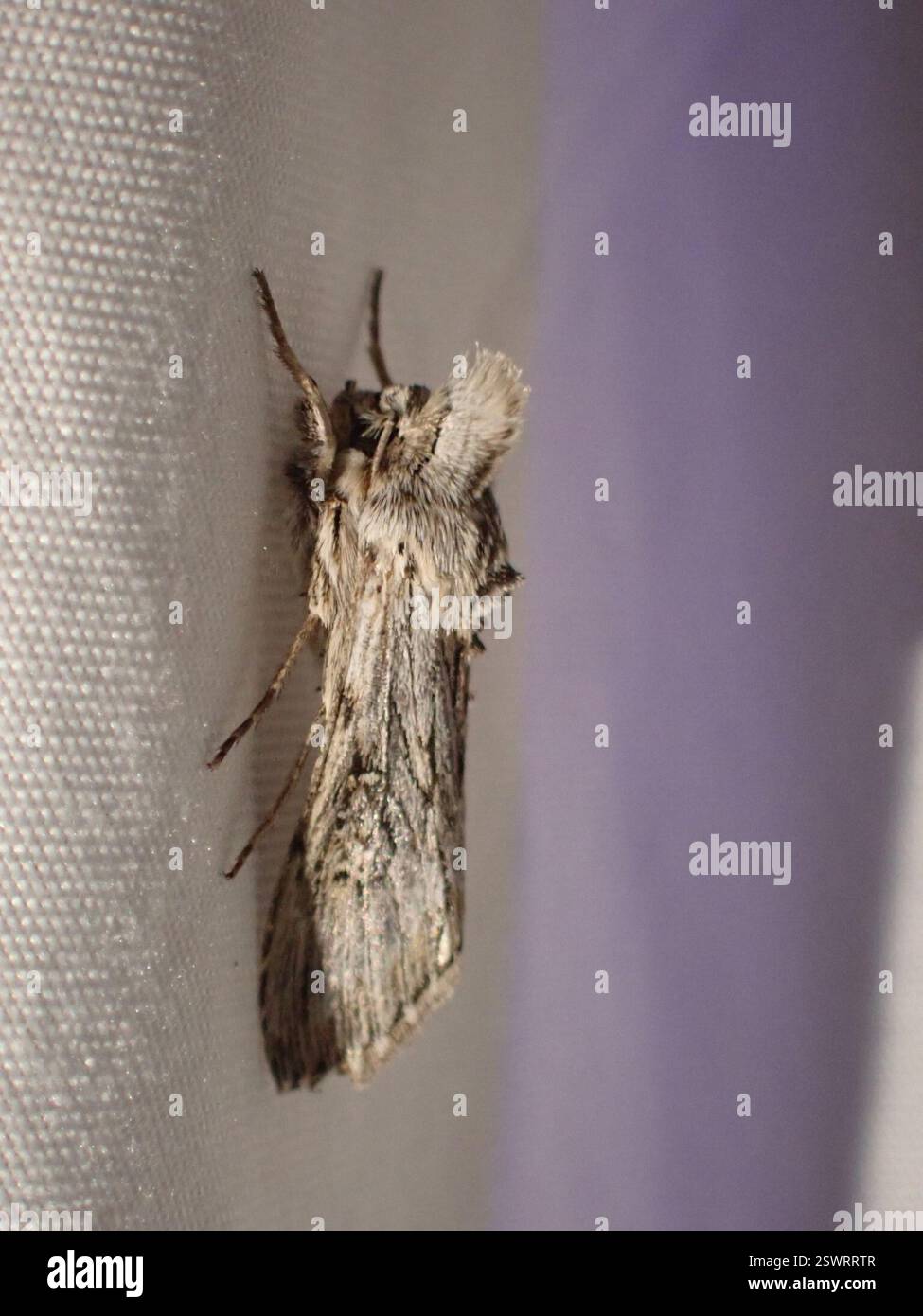 (Cucullia antipoda), Insecta, Val Marie No. 17, SK S0N, Canada, This ...