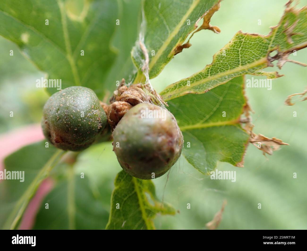 Oak Marble Gall Wasp (Andricus kollari), Insecta, East Lothian Council ...