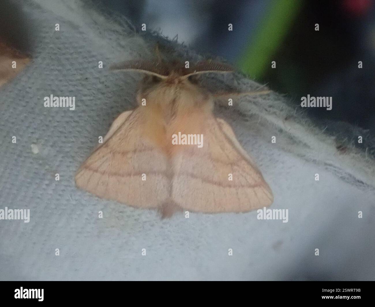Forest Tent Caterpillar Moth (Malacosoma disstria), Insecta, Petersham ...