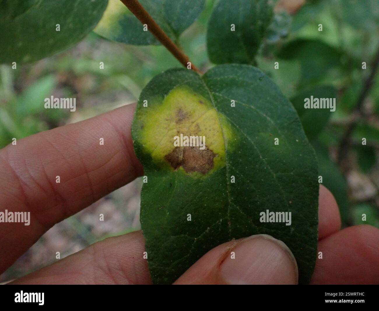 Orange-Yellow Rusts (Puccinia), Fungi, Division No. 4, CA-SK, CA, https ...