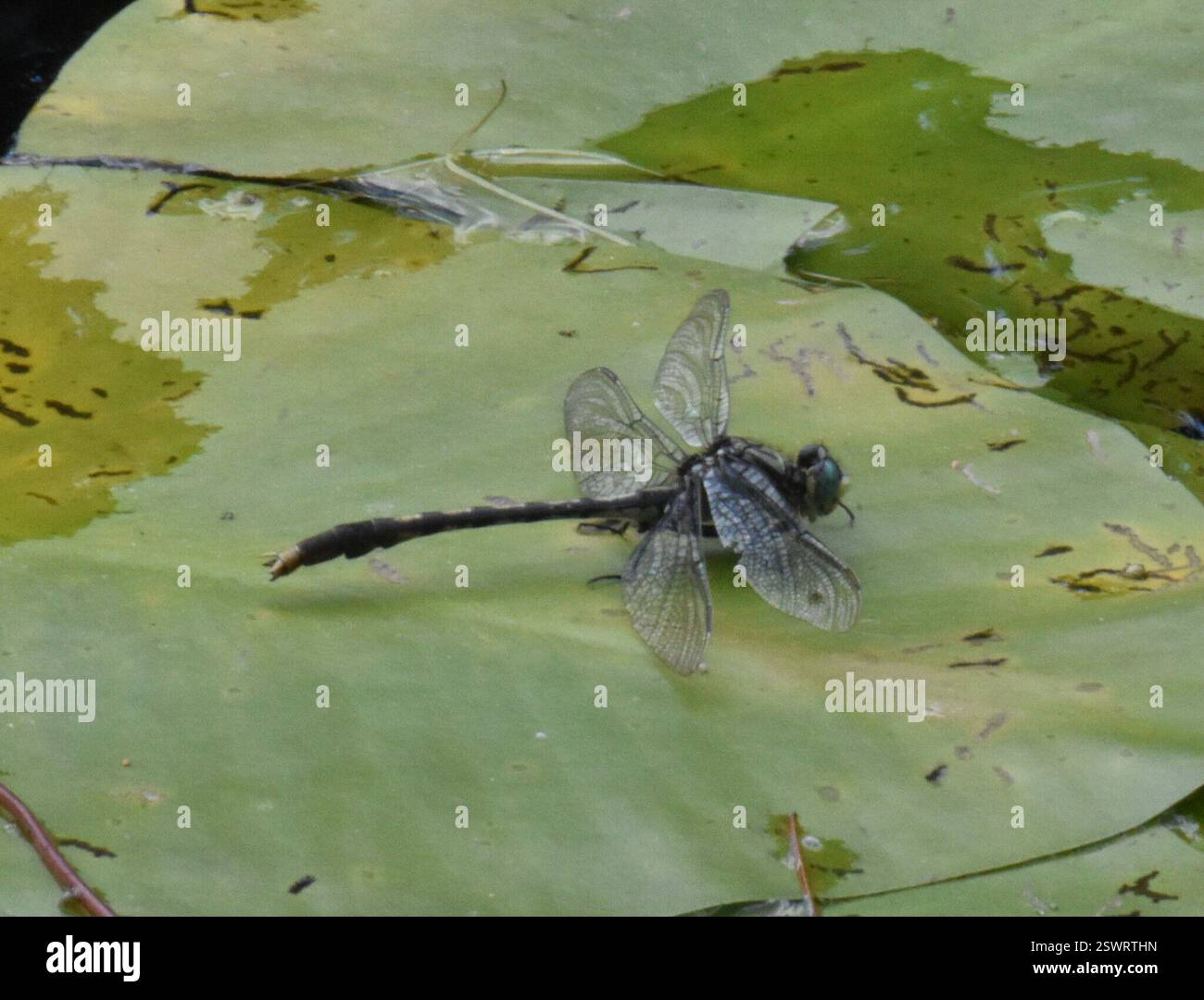 Unicorn Clubtail (Arigomphus villosipes), Insecta, Wendell, MA, USA ...