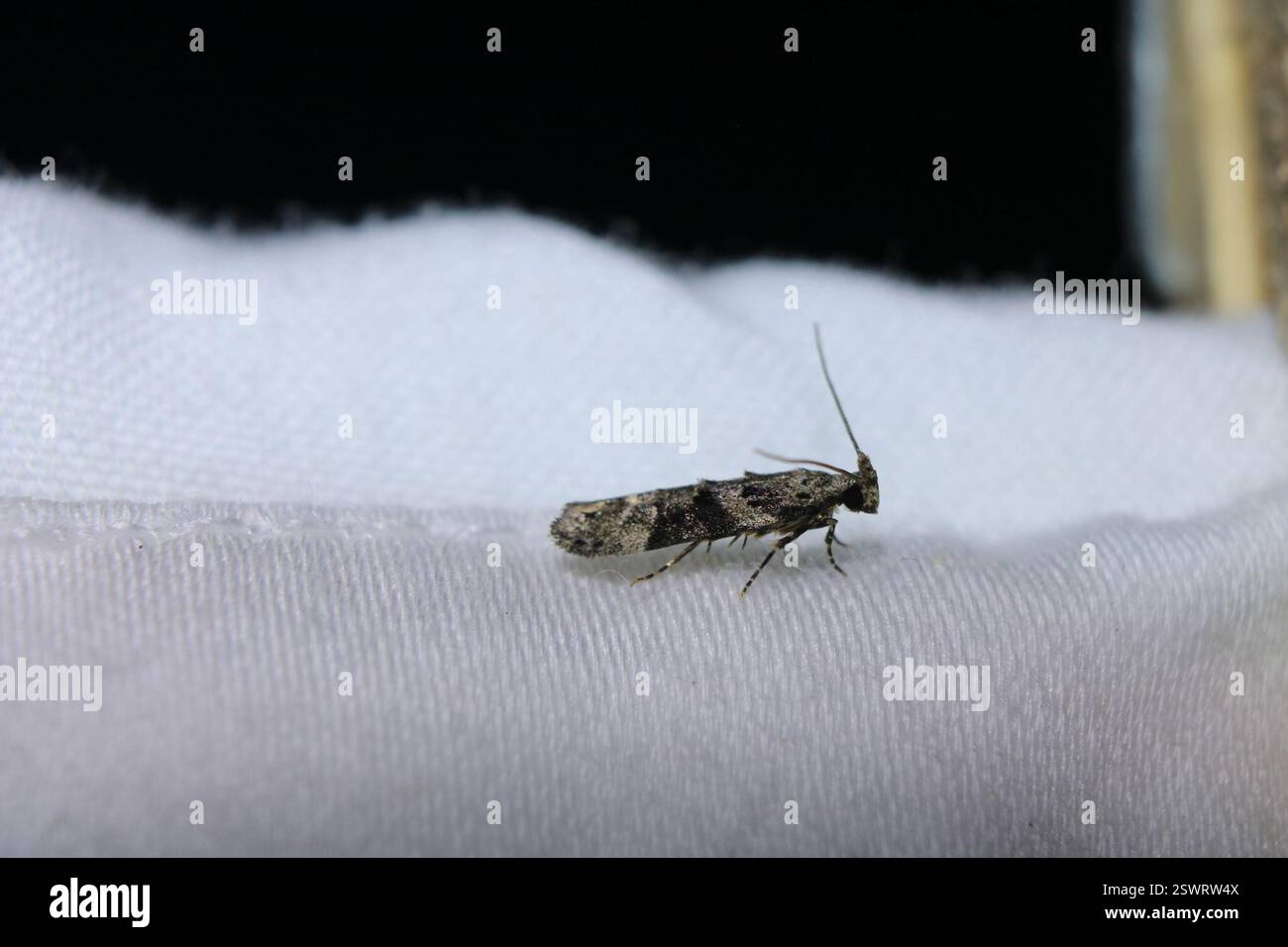Spruce Micromoth (Coleotechnites atrupictella), Insecta, Mile Island ...