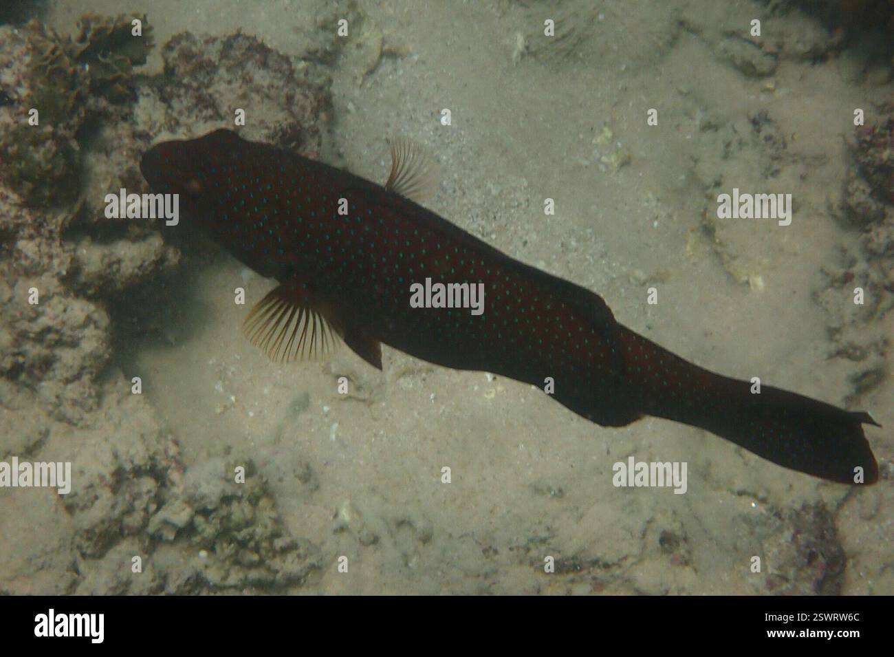 Leopard Coralgrouper (Plectropomus leopardus), Actinopterygii, Thailand ...