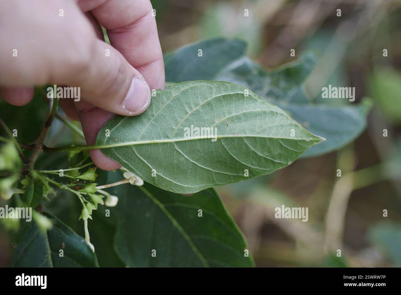 Lolly Bush (Clerodendrum floribundum), Plantae, Jarvisfield, QLD, AU ...
