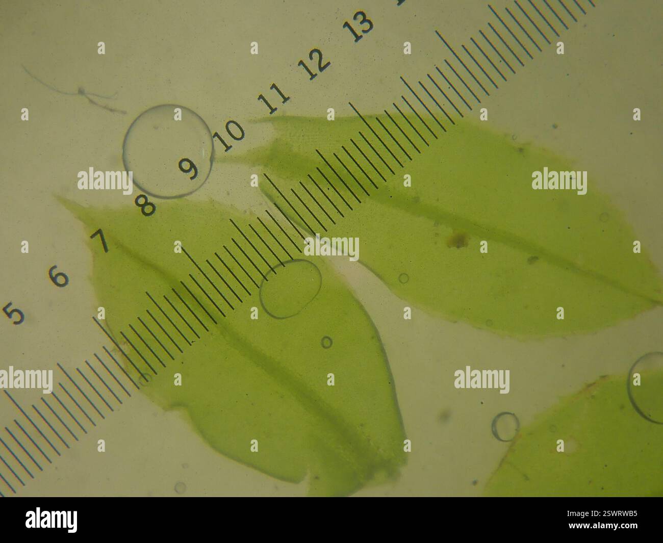 Thyme and Allied Mosses (Plagiomnium), Plantae, Athol, MA, USA ...