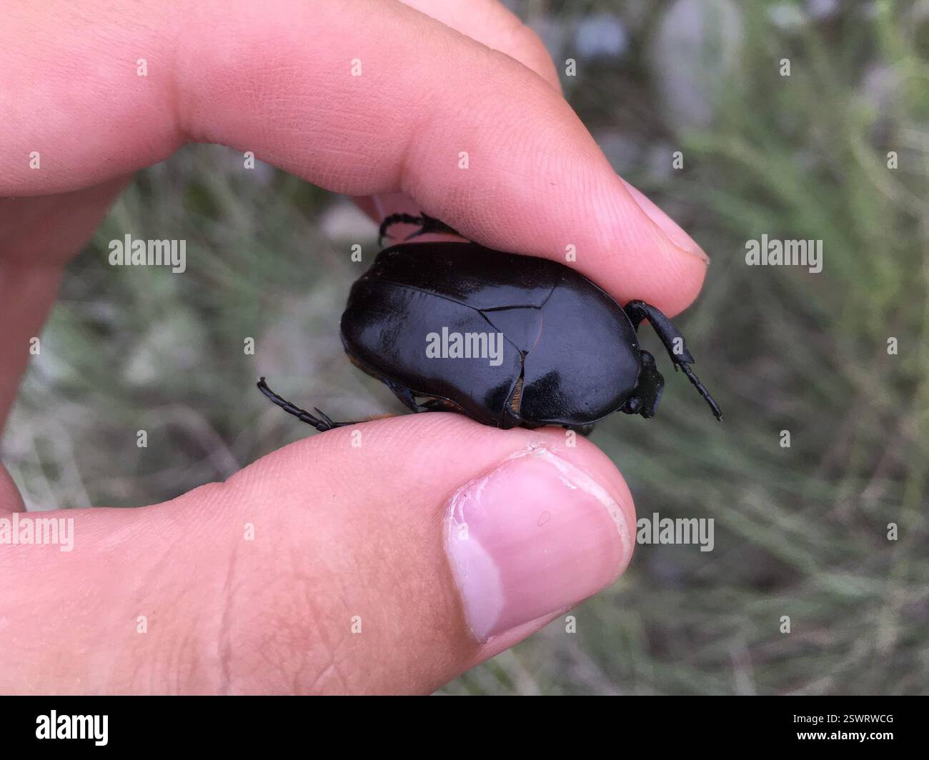 Black Drone Beetle (Rhomborhina polita), Insecta, Japan Stock Photo - Alamy