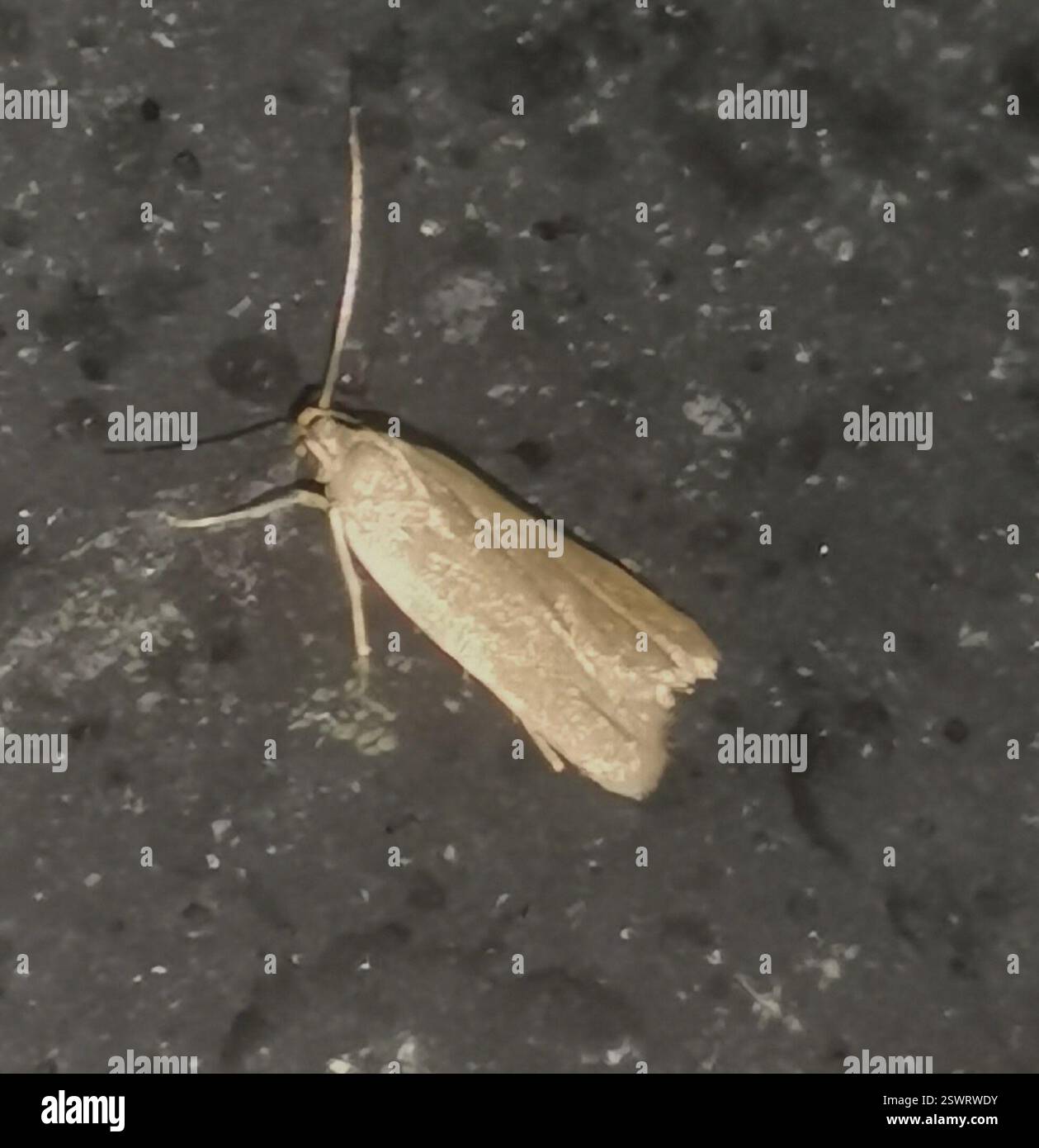 Acompsia cinerella hi-res stock photography and images - Alamy