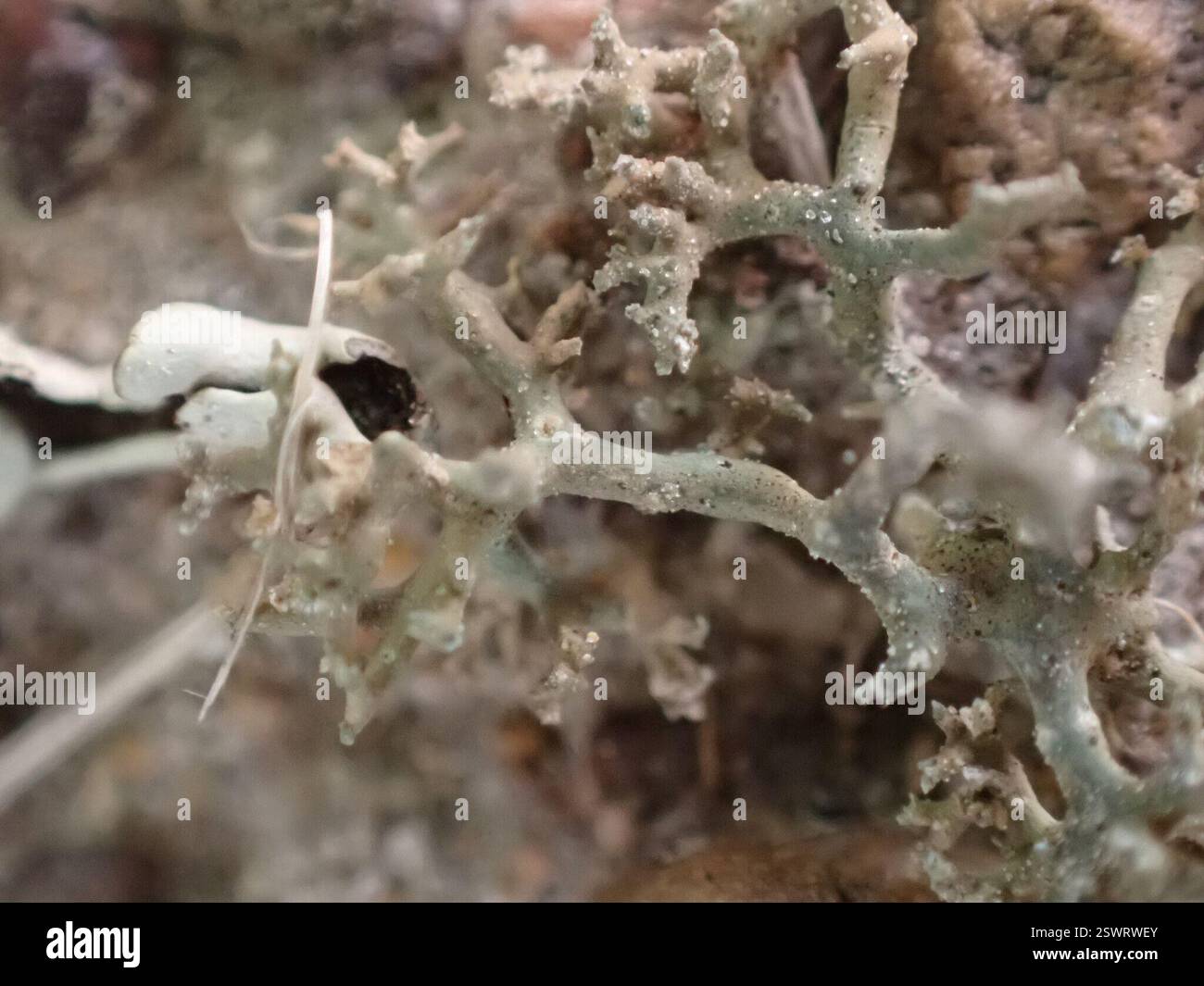 Desert Vagabond Lichen (Circinaria hispida), Fungi, Val Marie No. 17 ...