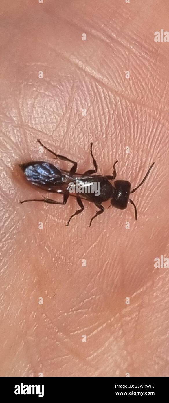 Typical Aphid Wasps (Pemphredon), Insecta, Highland Council, UK Stock ...