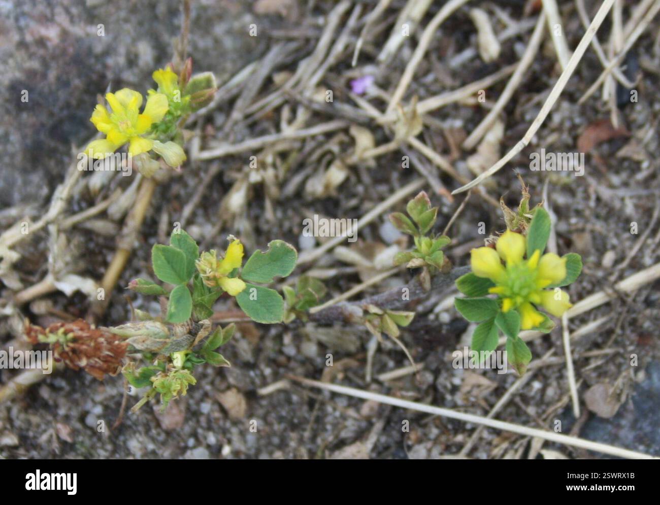 Lesser hop trefoil (Trifolium dubium), Plantae, Godętowo, Polska Stock ...