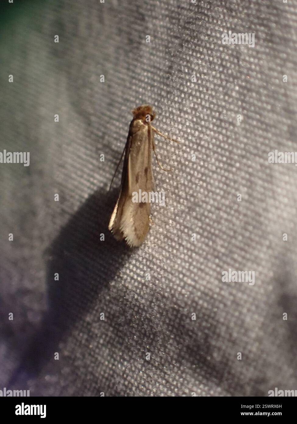Case-bearing Clothes Moth (Tinea pellionella), Insecta, Val Marie No ...
