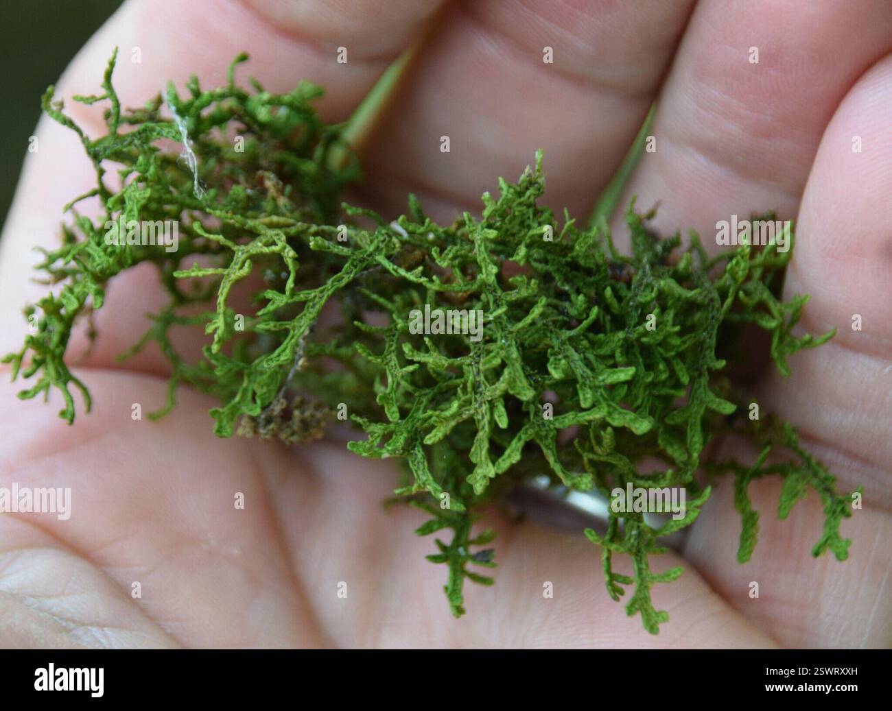 Wall Scalewort (Porella platyphylla), Plantae, Powerview, Powerview ...