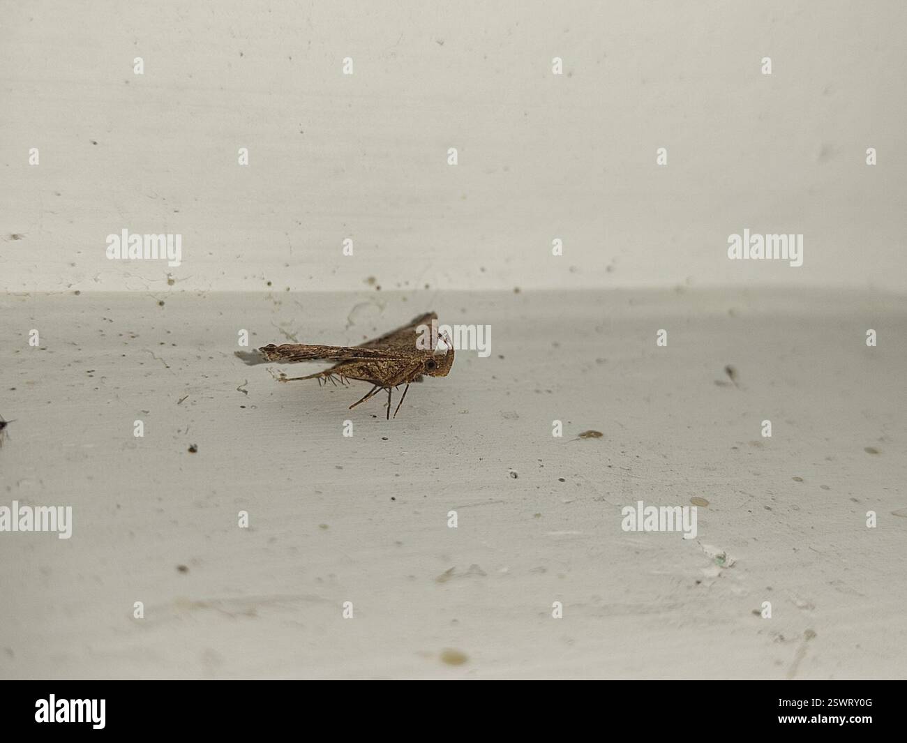 Litter Moths (Herminiinae), Insecta, Kerala, India Stock Photo - Alamy