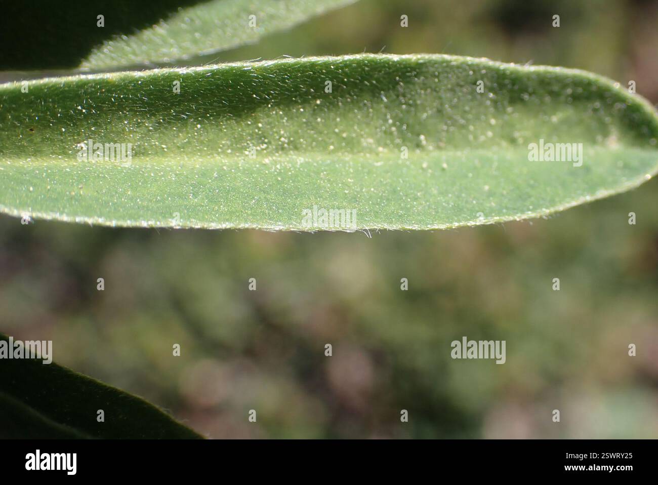 lupines (Lupinus), Plantae, Gold Lake Hwy and Elwell Lodge Rd, Plumas ...