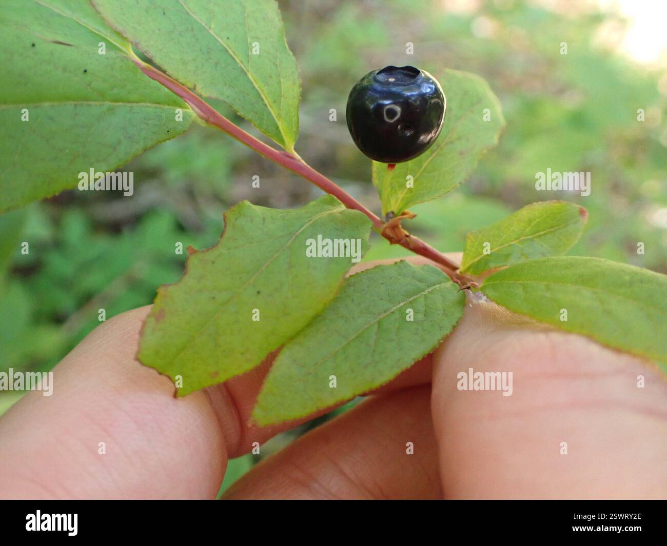 thinleaf huckleberry (Vaccinium membranaceum), Plantae, West Vancouver ...