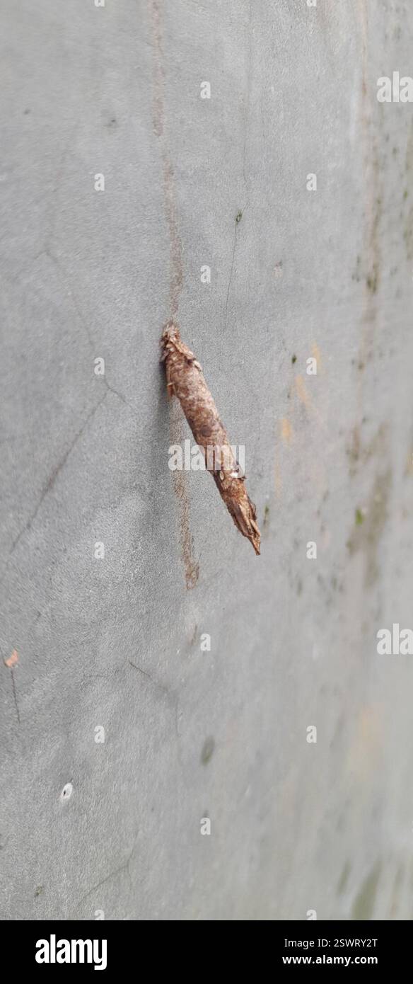 Moths of kerala hi-res stock photography and images - Alamy