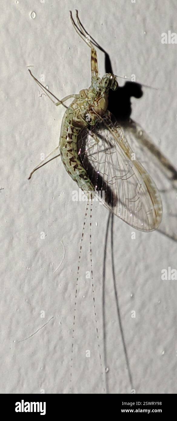 Pond Olive (Cloeon dipterum), Insecta, Laeken, 1020 Brussels, Belgium ...