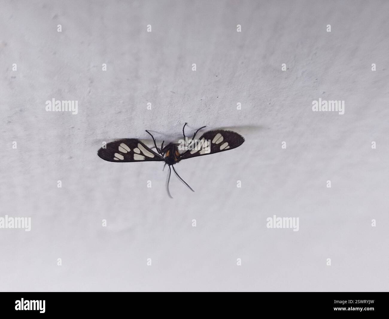 Wasp Moths and Handmaiden Moths (Syntomini), Insecta, Perunad, Kerala ...