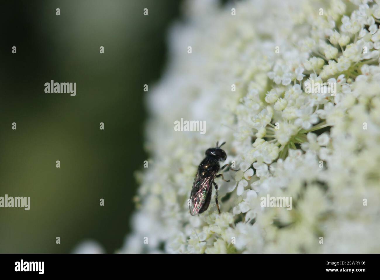 Pitheads & Kin (Pipizinae), Insecta, Medway, London, ON, Canada Stock ...