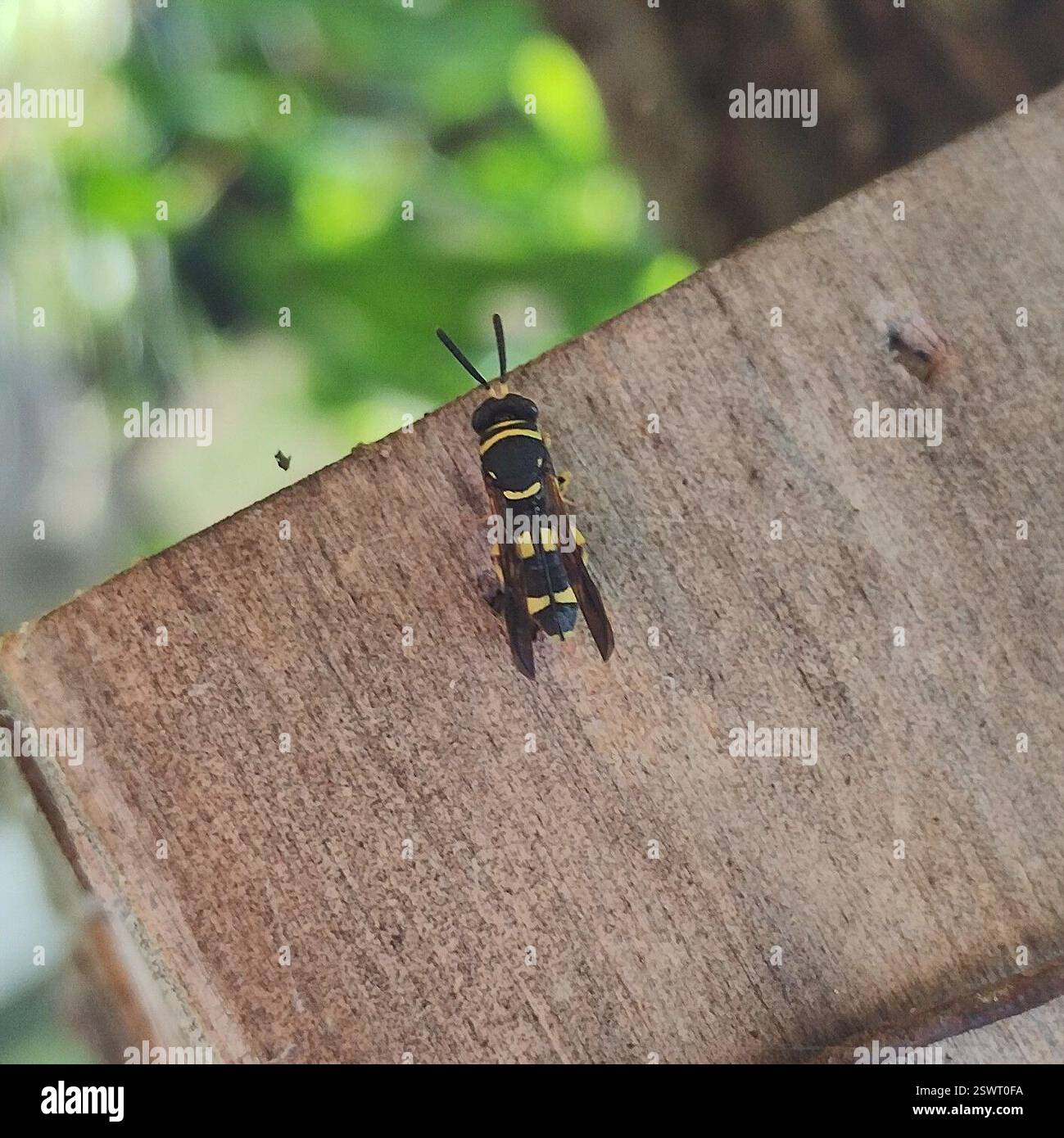 (Leucospis), Insecta, Kosanin dol, Pancharevo, Bulgaria Stock Photo - Alamy