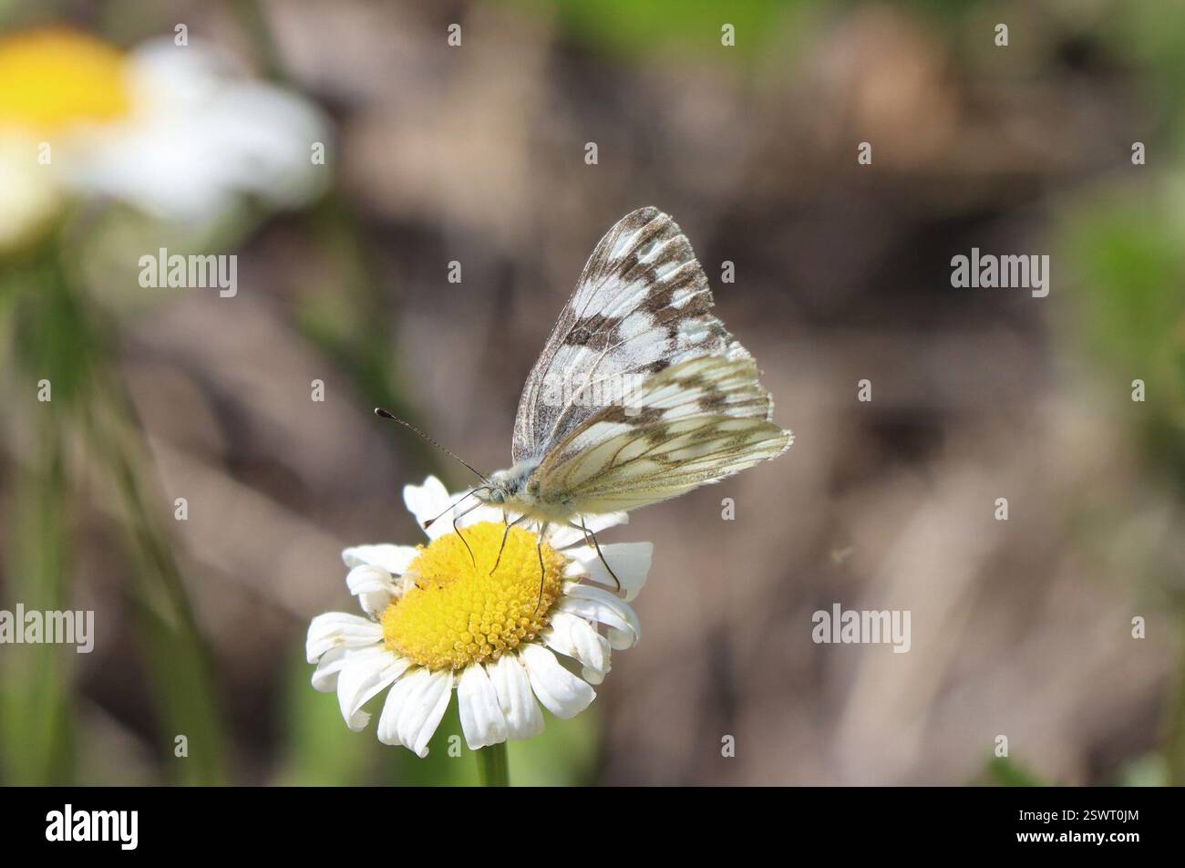 Western White (Pontia occidentalis), Insecta, Okanagan-Similkameen, BC ...