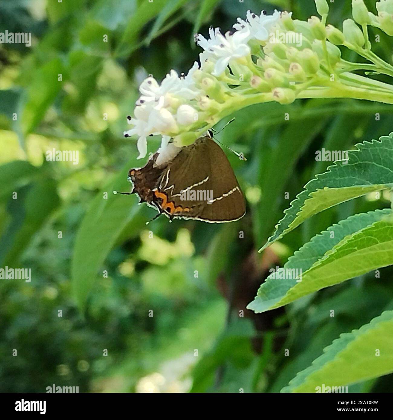 White-letter Hairstreak (Satyrium w-album), Insecta, Kosanin dol ...