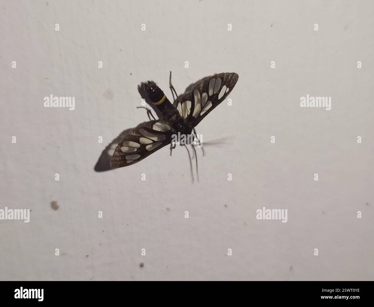 Moths of kerala hi-res stock photography and images - Alamy