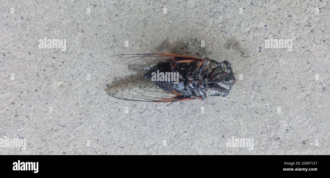 Eastern horse cicada (Cryptotympana atrata), Insecta, 950台灣台東縣台東市臺東 ...
