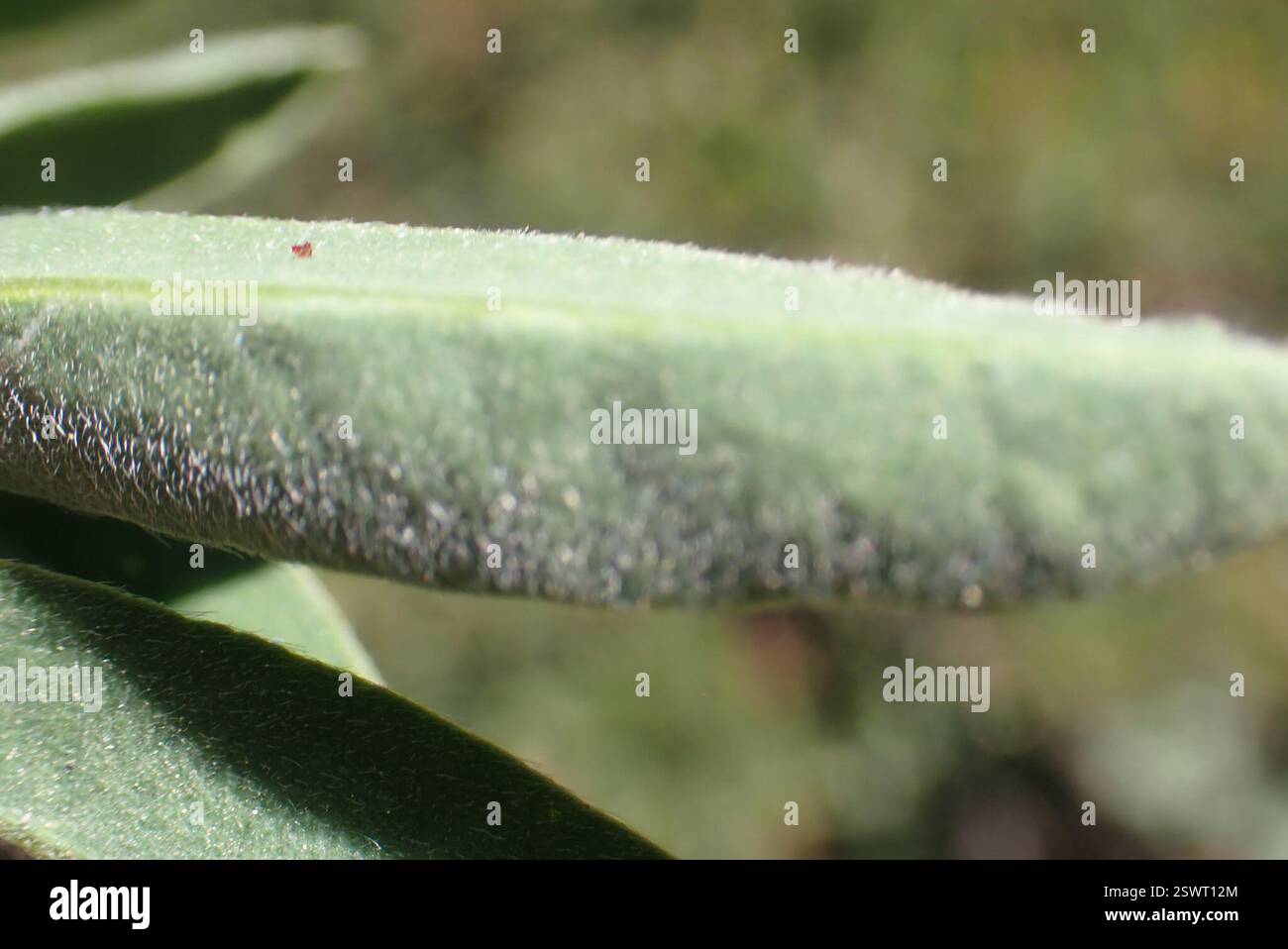 lupines (Lupinus), Plantae, Gold Lake Hwy and Elwell Lodge Rd, Plumas ...