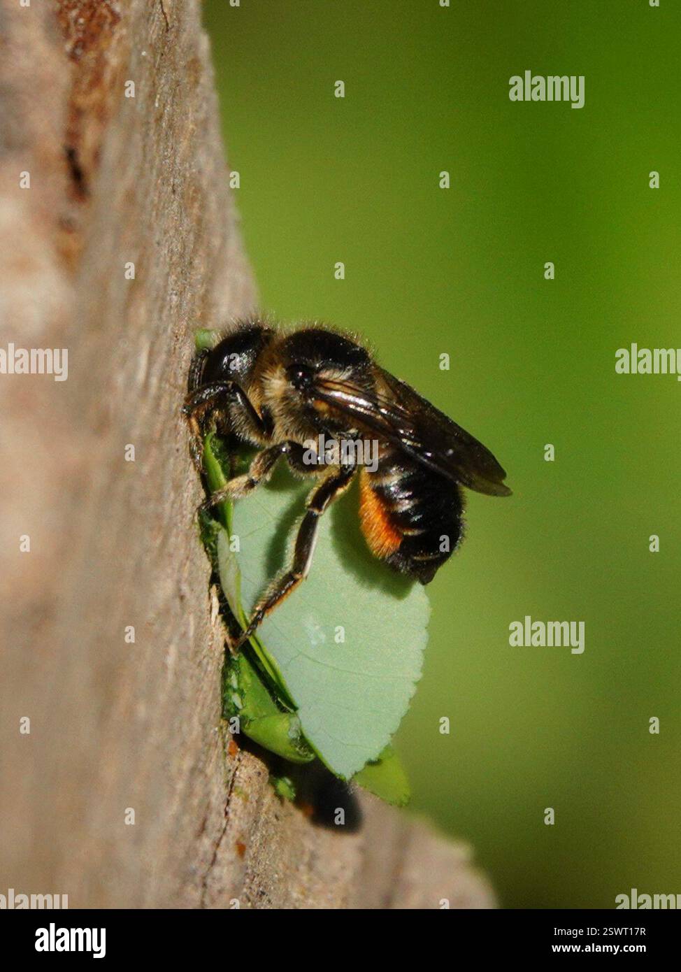 Willughby's Leafcutter Bee (Megachile willughbiella), Insecta, 3210 ...