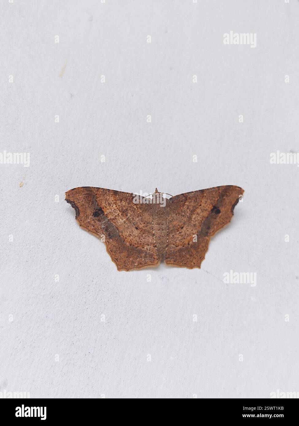 Moths of kerala hi-res stock photography and images - Alamy