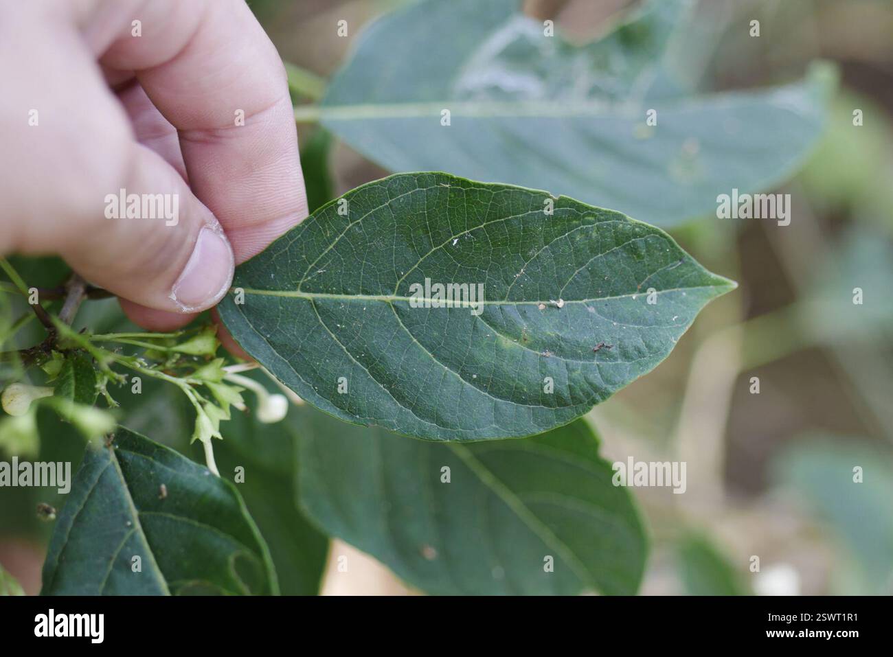Lolly Bush (Clerodendrum floribundum), Plantae, Jarvisfield, QLD, AU ...