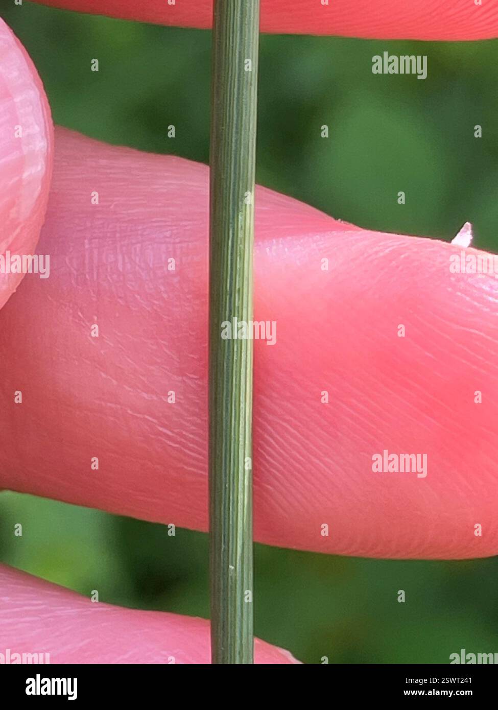 Hard Rush (Juncus inflexus), Plantae, Gmunden, AT-OO, AT Stock Photo ...