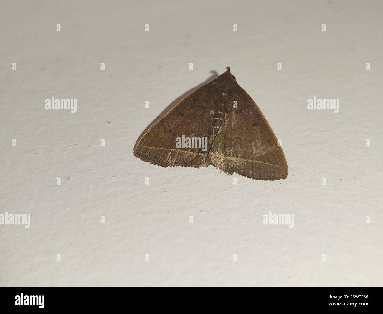 Litter Moths (Herminiinae), Insecta, Kerala, India Stock Photo - Alamy