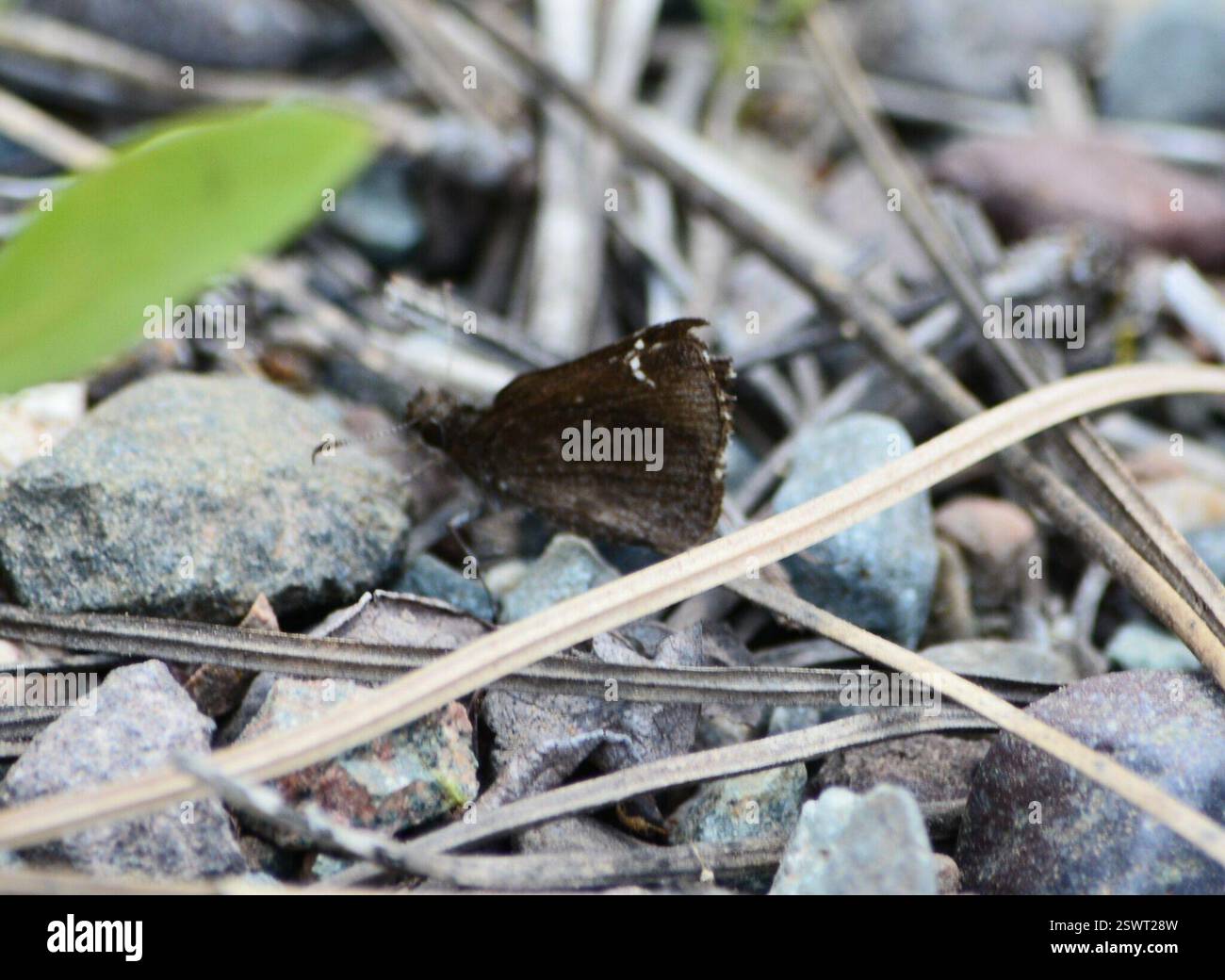Common Roadside-Skipper (Amblyscirtes vialis), Insecta, Thompson-Nicola ...