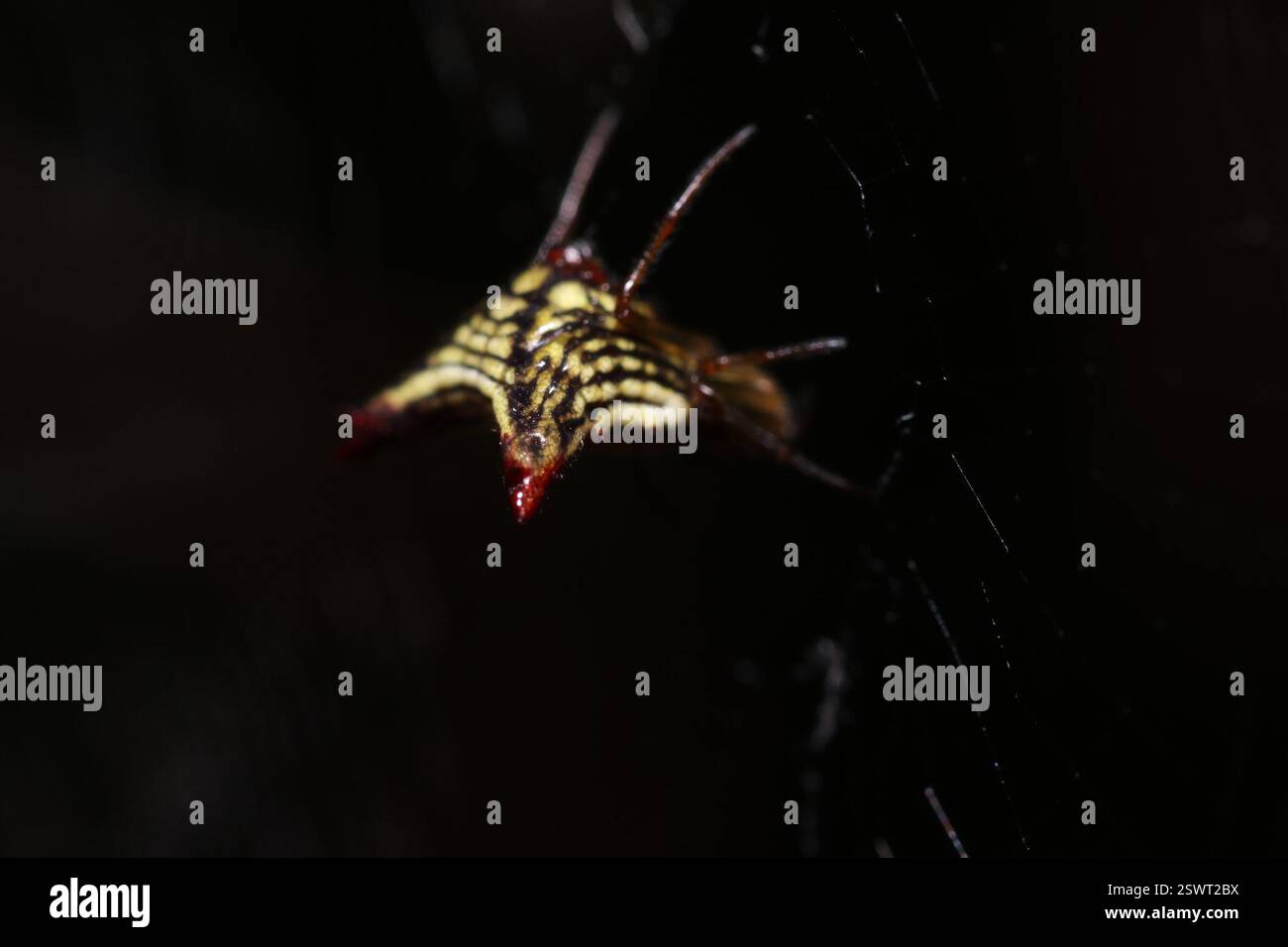 (Micrathena plana), Arachnida, Araçariguama, SP, 18147-000, Brasil ...