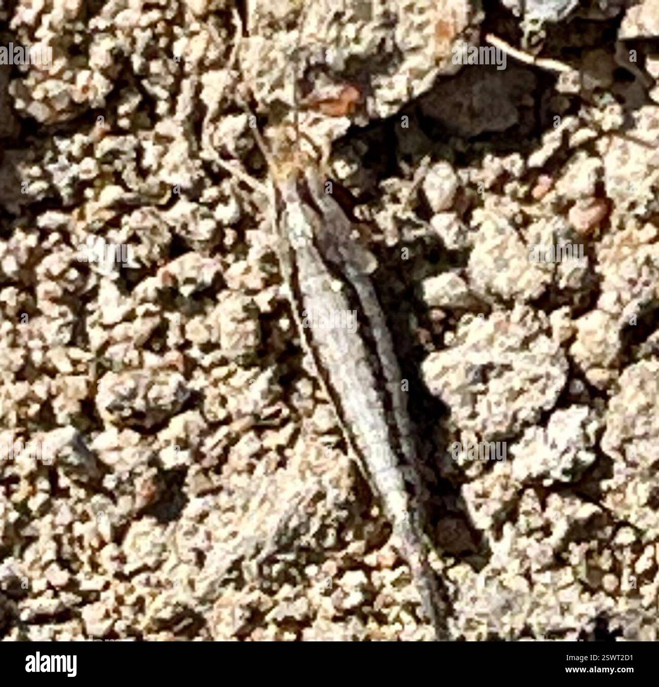 Rock Bristletails (Meinertellidae), Insecta, Fort Ord National Monument ...