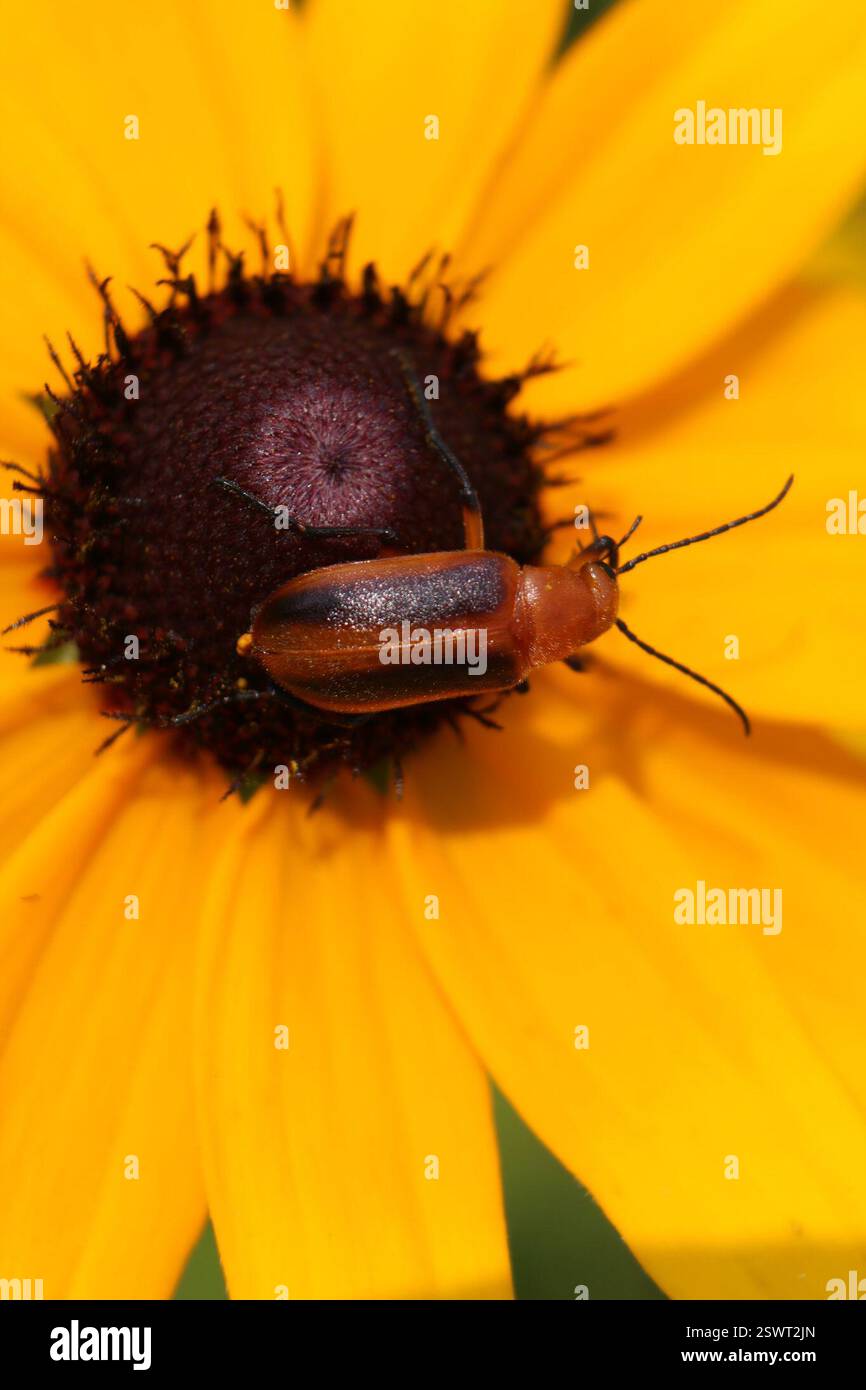 Orange Blister Beetle (Zonitis vittigera), Insecta, Medway, London, ON ...
