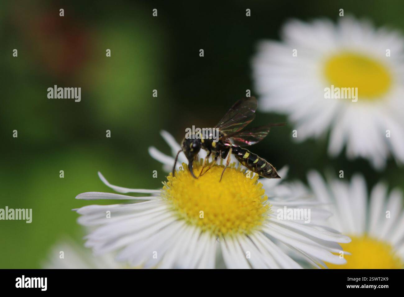 Louis's Club-horned Cuckoo Wasp (Sapyga louisi), Insecta, Medway ...
