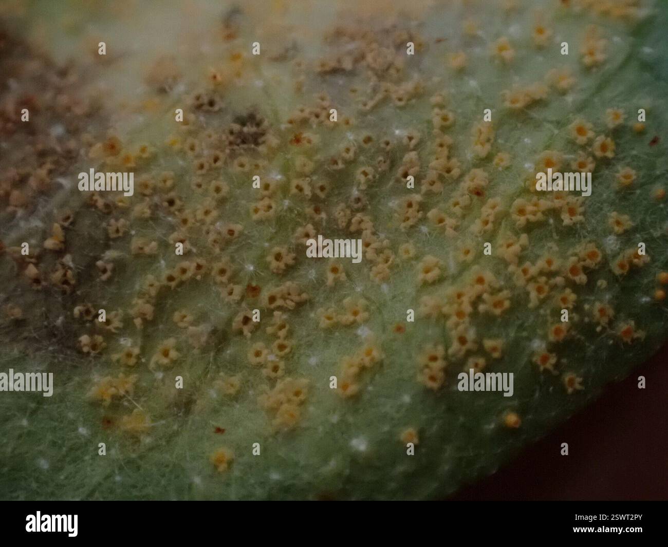 Orange-Yellow Rusts (Puccinia), Fungi, Division No. 4, CA-SK, CA, https ...