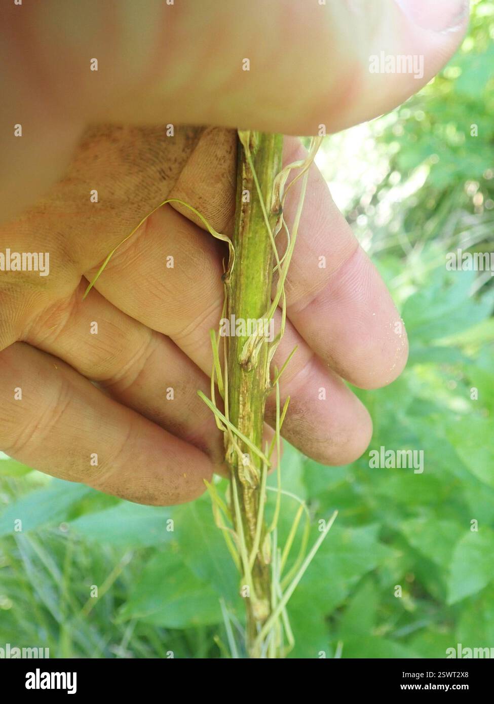 common beargrass (Xerophyllum tenax), Plantae, Akamina-Kishinena, CA-BC ...