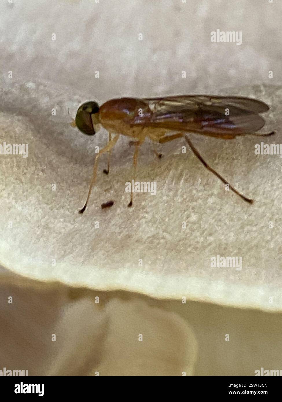 Compost Fly (Ptecticus trivittatus), Insecta, Latta Park, Charlotte, NC ...