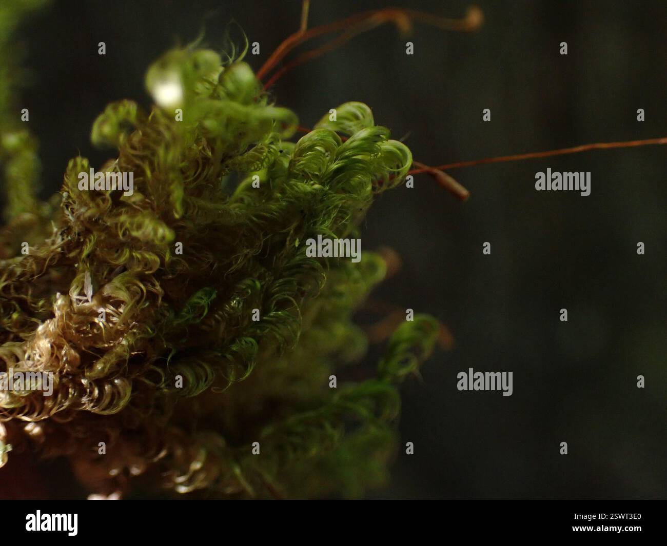 Sickle-leaved Hook-moss (Sanionia uncinata), Plantae, Comox Valley, BC ...